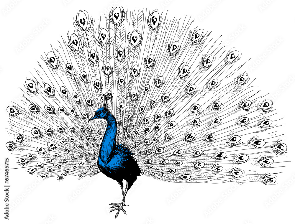 Peacock isolated hand drawing Stock Vector | Adobe Stock