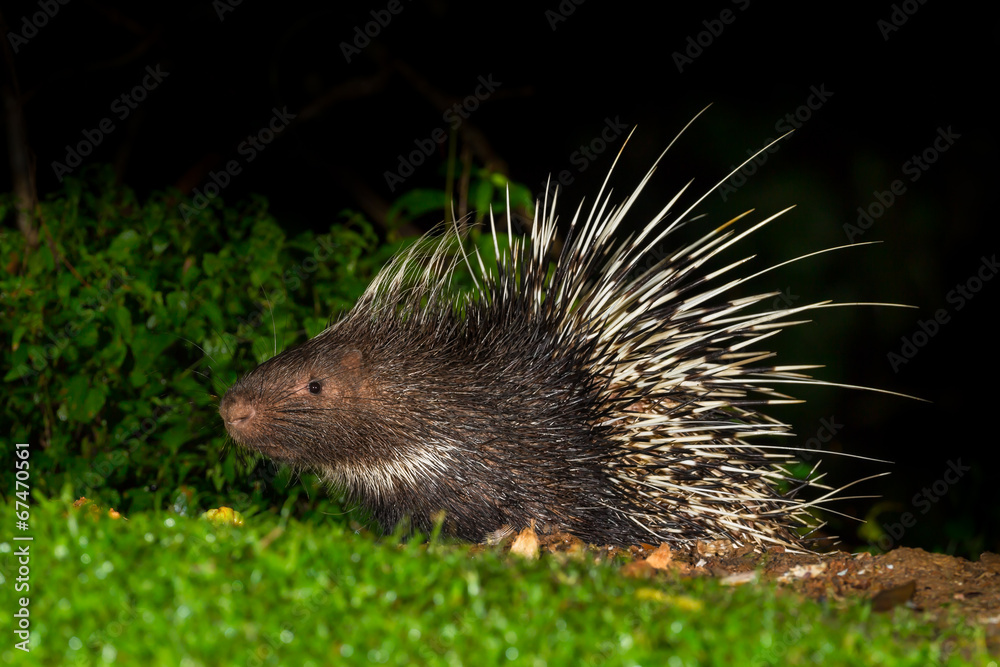 Full body side view of Nocturnal animals Malayan porcupine Stock Photo ...