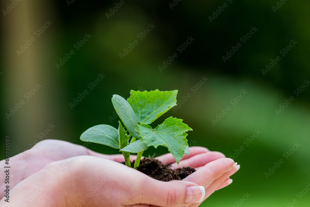 Frau hält Pflanze in der Hand Stock-Foto | Adobe Stock