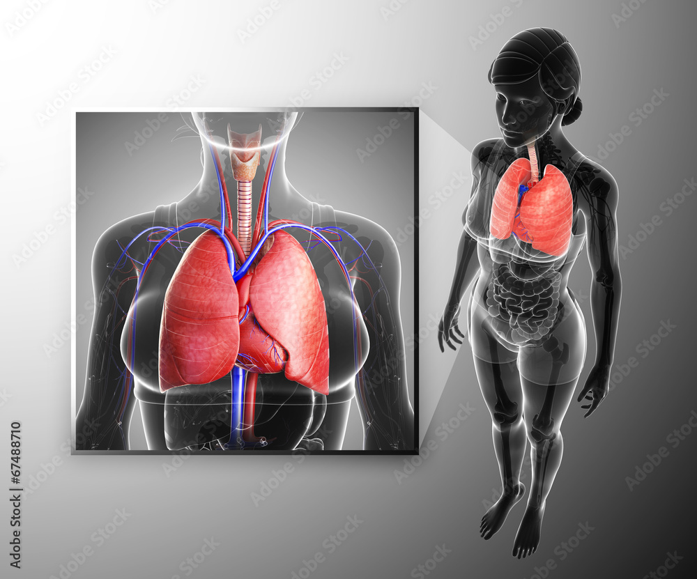 Female lungs anatomy Stock Illustration | Adobe Stock