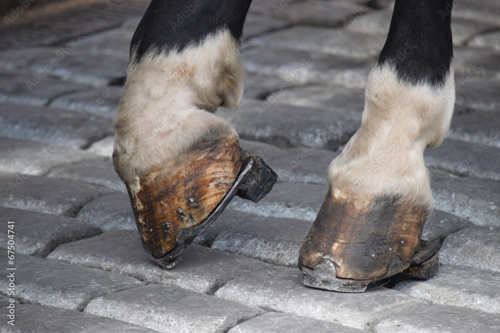 Powerful shod hooves of a black and white horse. Stock photo. Stock ...