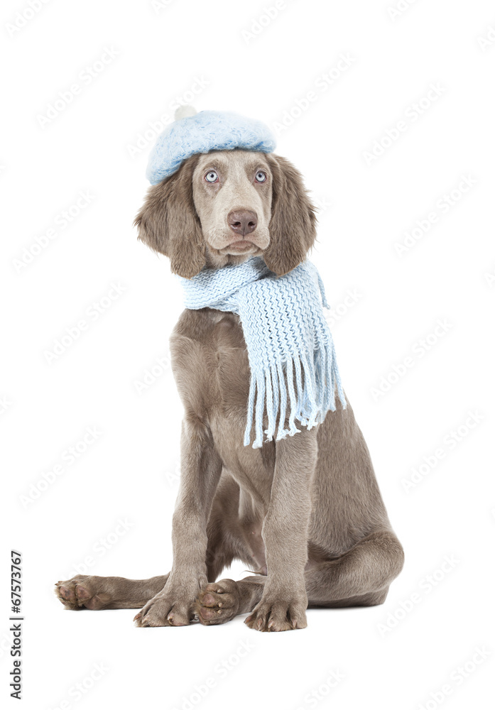 Weimaraner In Clothes