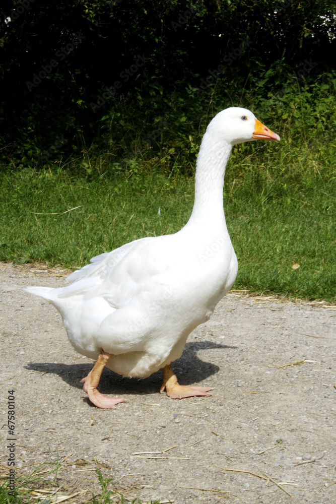 Happy Goose Stock Photo | Adobe Stock