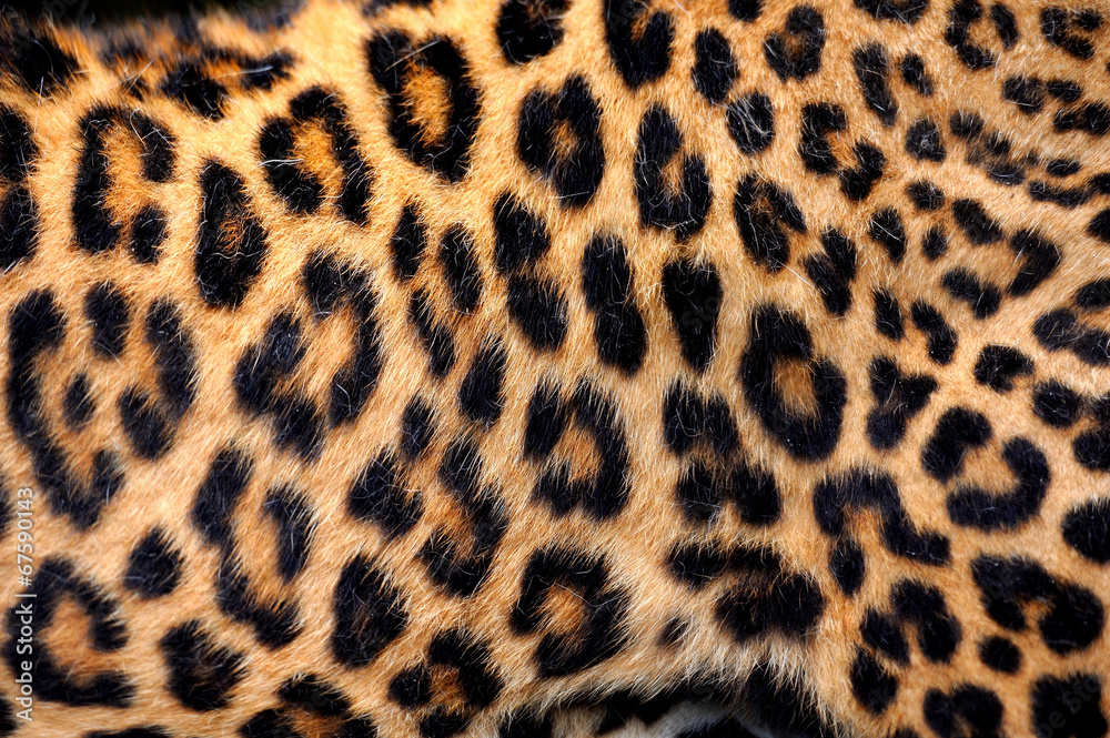 Real Leopard Skin Stock Photo | Adobe Stock