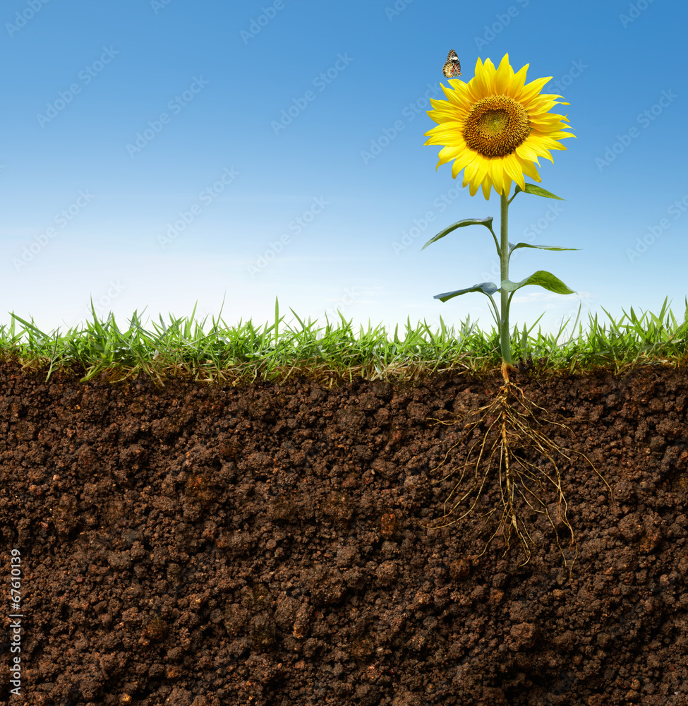 Flower With Roots Stock Foto Adobe Stock