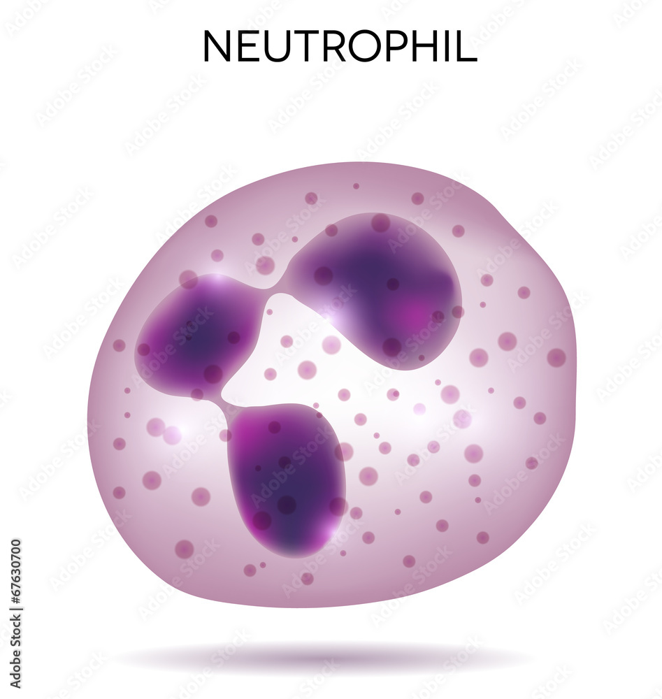 Human white blood cell Neutrophil Stock Vector | Adobe Stock