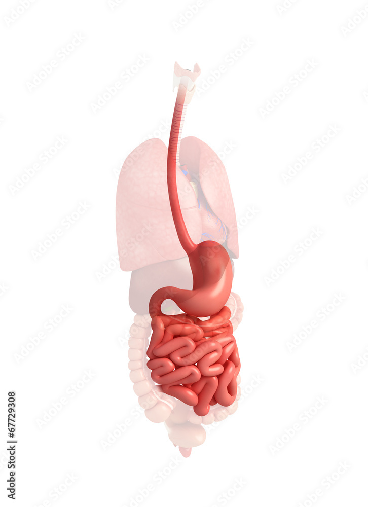 Human small intestine anatomy Stock Illustration | Adobe Stock