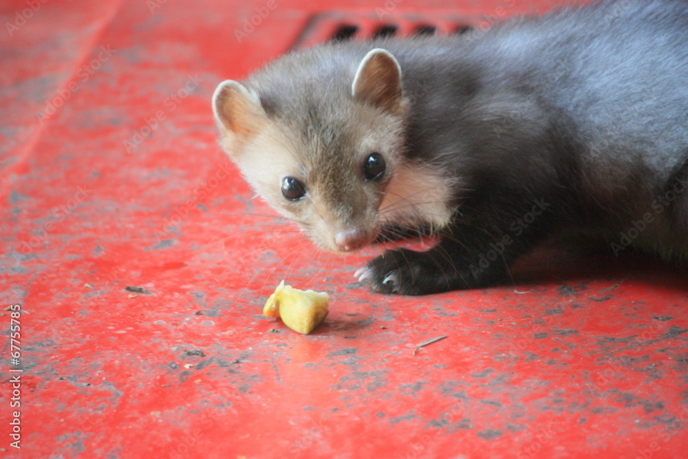 Mader Stock Photo | Adobe Stock