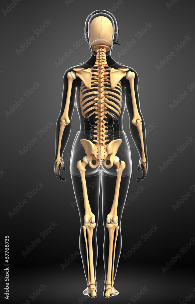 Human skeleton back view Stock Illustration | Adobe Stock