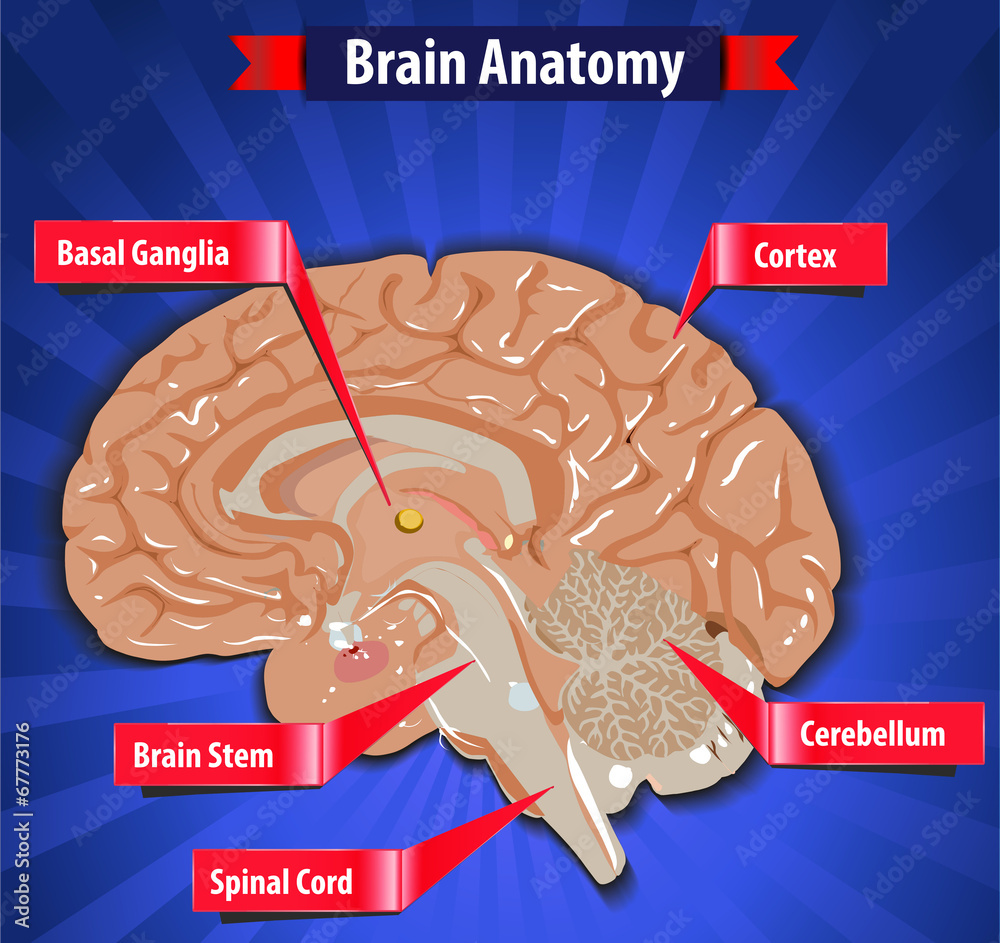 brain function, human brain anatomy Stock Vector | Adobe Stock