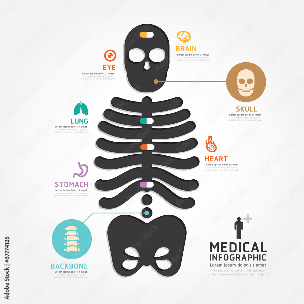 infographics vector medical skull bone design diagram line style Stock ...