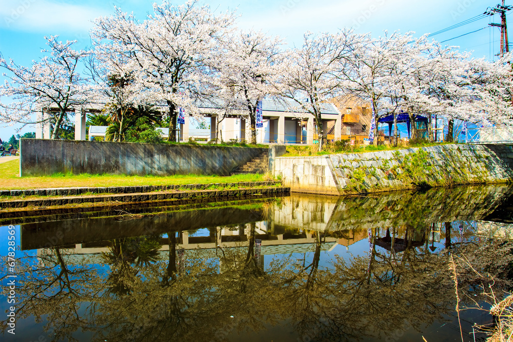 Sakura season in Kaizu Osaki, Japan Stock Photo | Adobe Stock