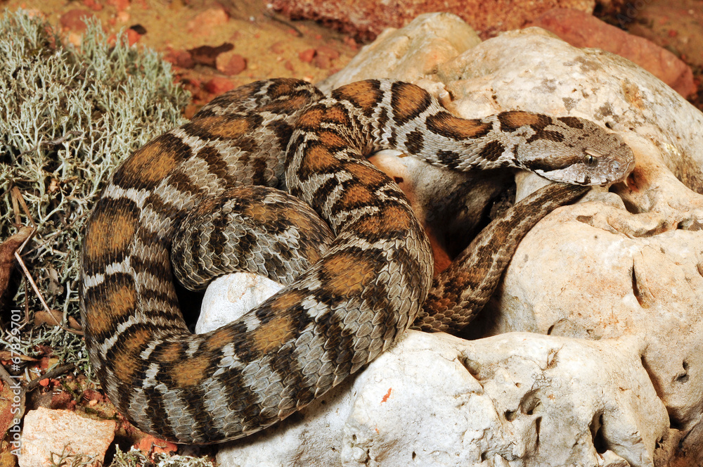 Viper Stock-Foto | Adobe Stock