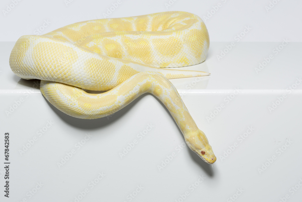 Albino Königspython schlängelt sich herunter Stock-Foto | Adobe Stock