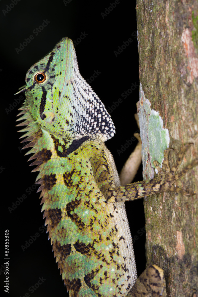 lizard, green and multi colour lizard catching tree in nature Stock ...