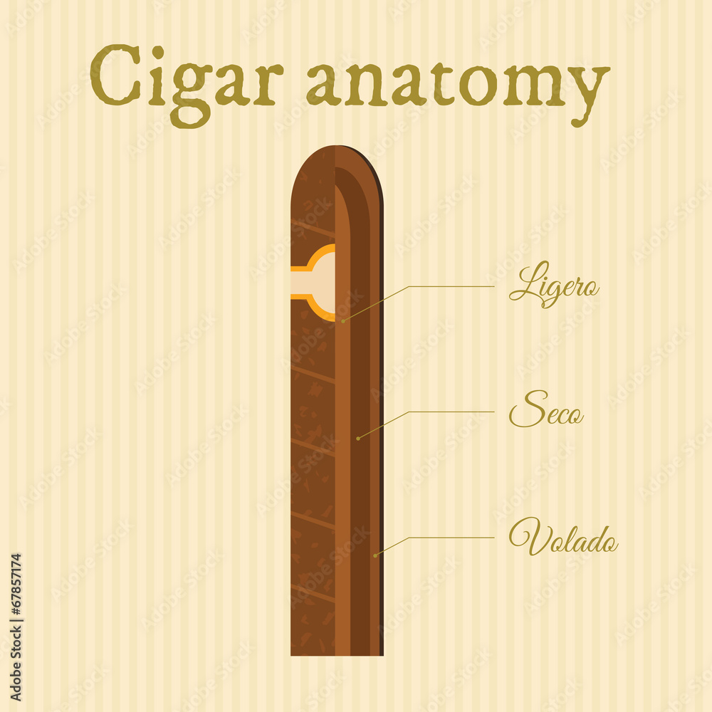 cigar anatomy Stock Vector | Adobe Stock