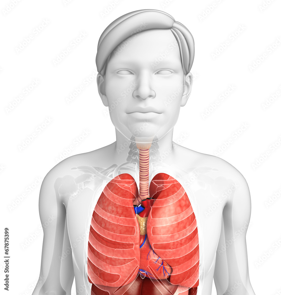 Male lungs anatomy Stock Illustration | Adobe Stock
