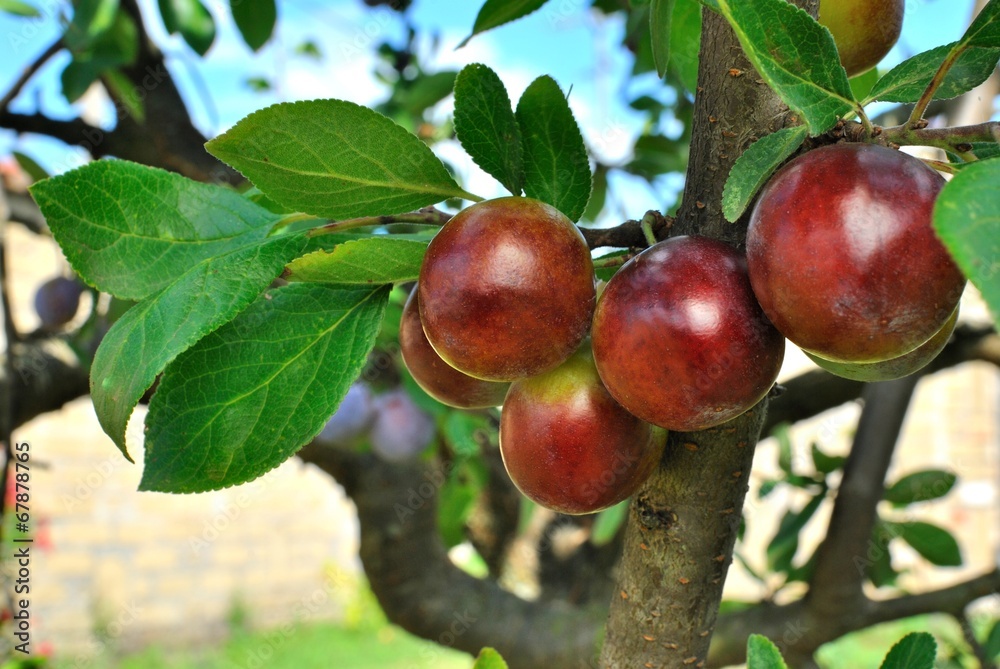 Albero di susine con frutti Stock Photo | Adobe Stock