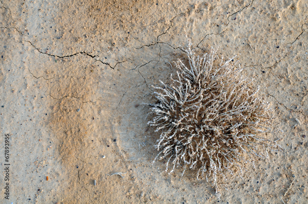 Top View of the Desert Plant Stock Photo | Adobe Stock