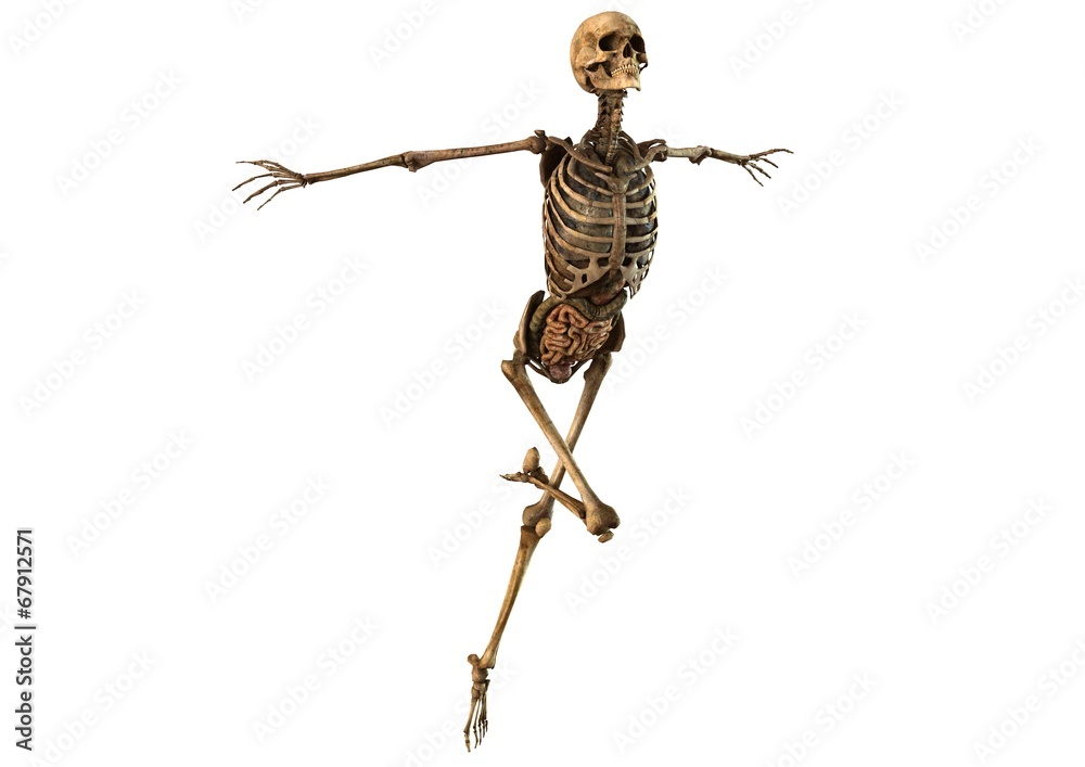 human skeleton with detailed anatomy organs Stock Illustration | Adobe ...