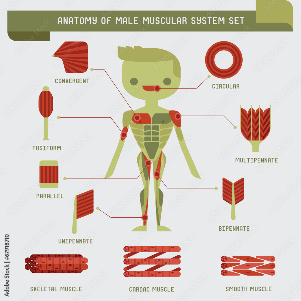 Anatomy of male muscular system Stock Vector | Adobe Stock