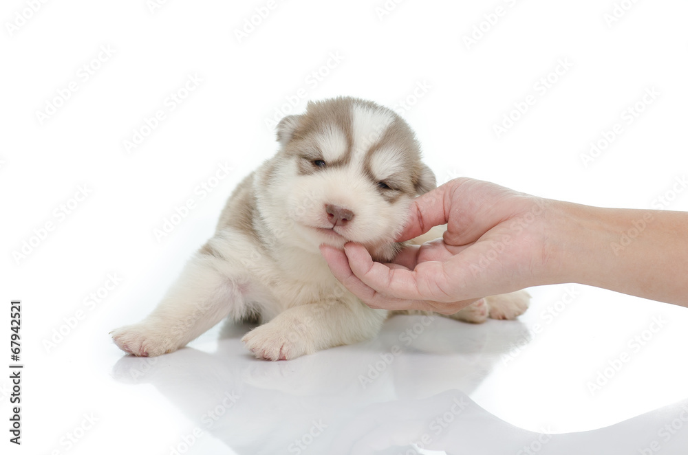 Cute puppy siberian husky with caressing hand on white Stock-Foto ...