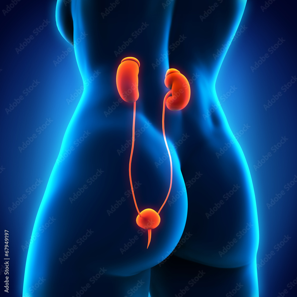 Human Female Kidney Anatomy Stock Illustration | Adobe Stock
