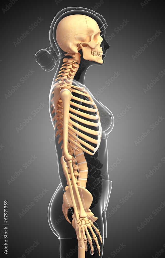 Female skeleton side view Stock Illustration | Adobe Stock