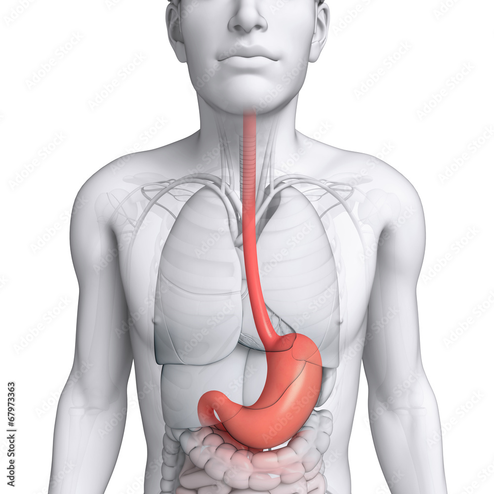 Male Human Anatomy Stomach