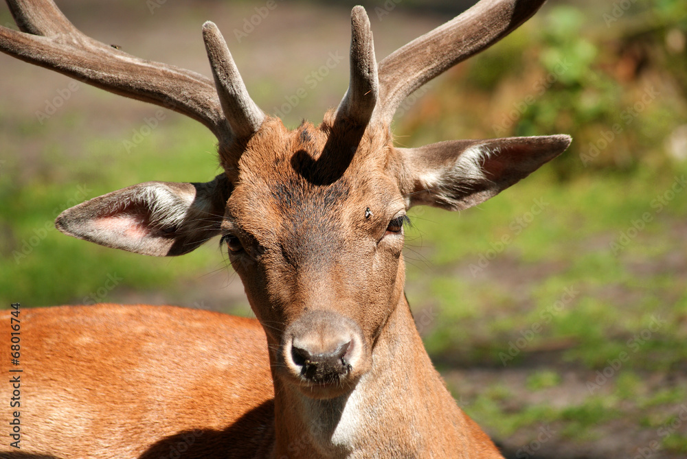 deer close up Stock Photo | Adobe Stock