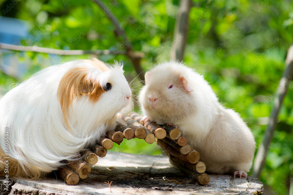deux cochons d'inde dans la forêt Stock-Foto | Adobe Stock