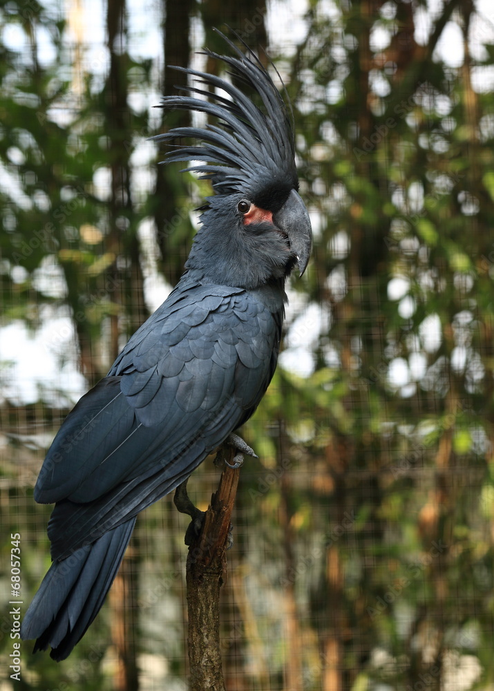 Fotografia do Stock: cacatoes noir | Adobe Stock