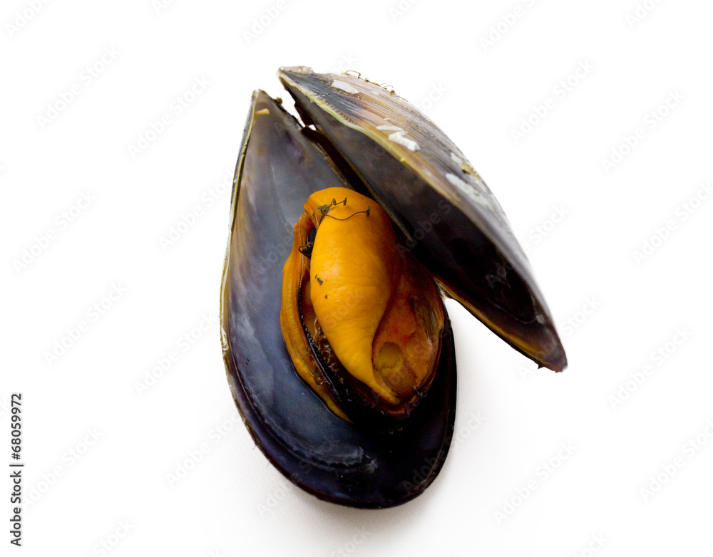 mussels isolated Stock Photo | Adobe Stock