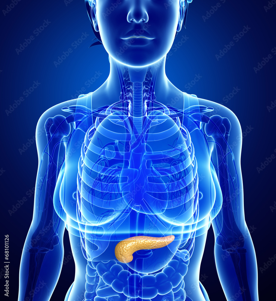 Female pancreas anatomy Stock Illustration | Adobe Stock