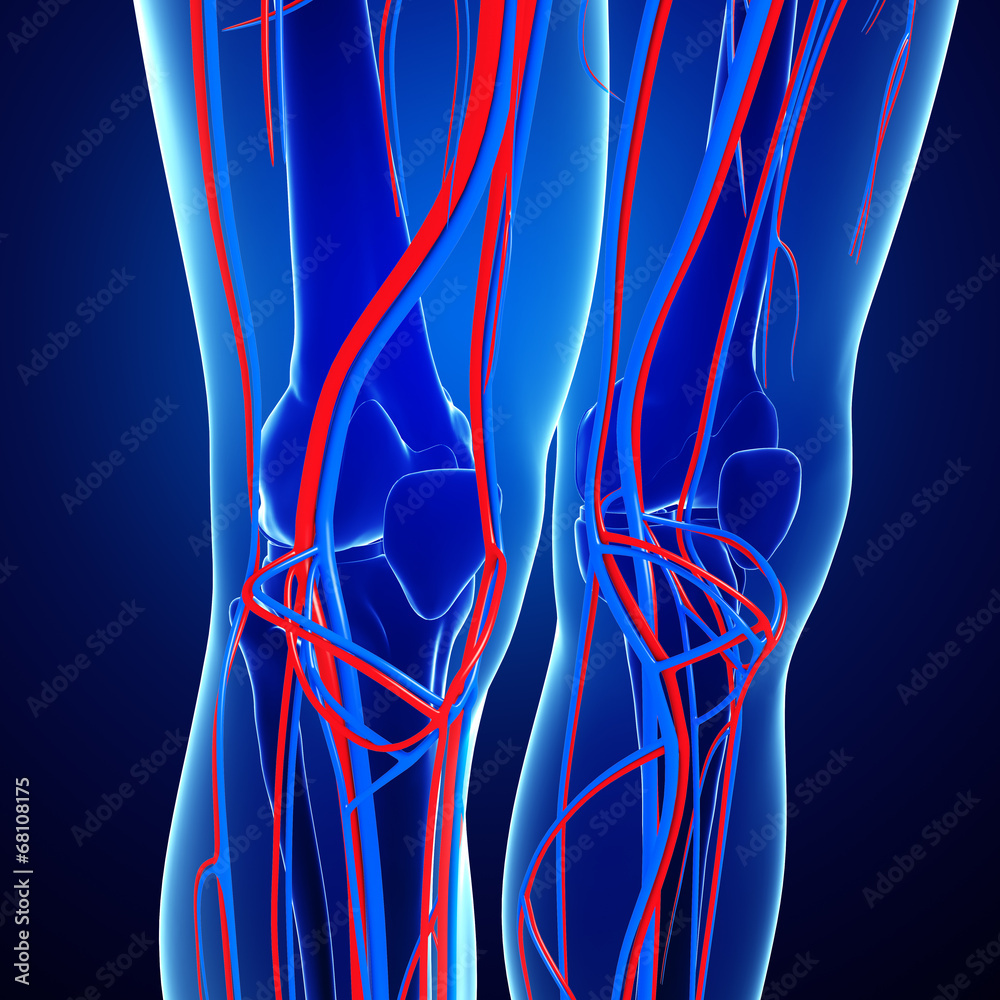 Knee circulatory system Stock Illustration | Adobe Stock
