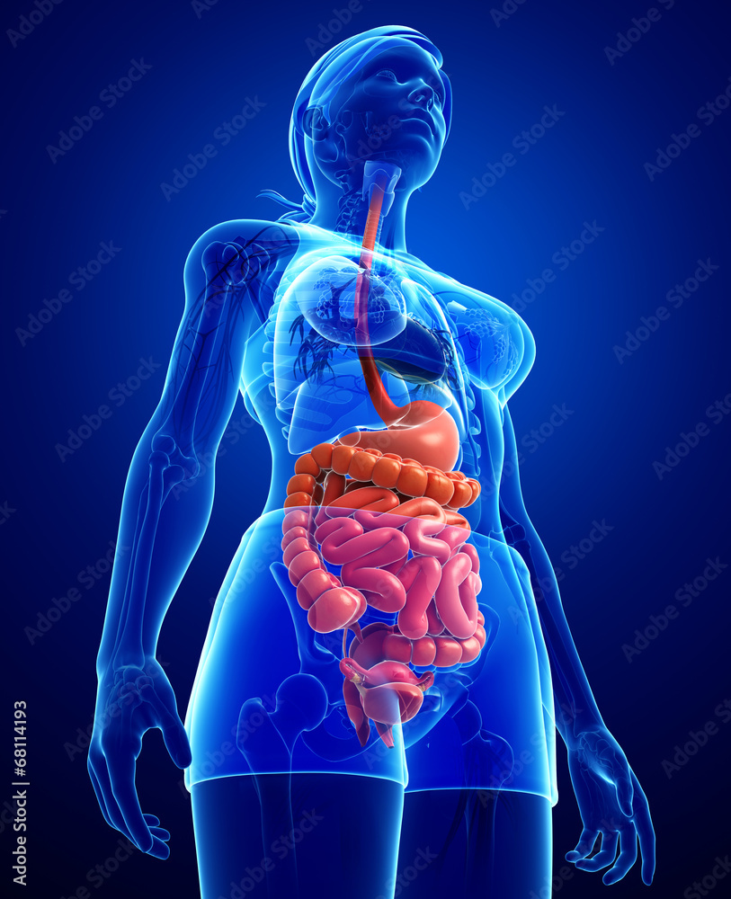 Small intestine anatomy of female Stock Illustration | Adobe Stock