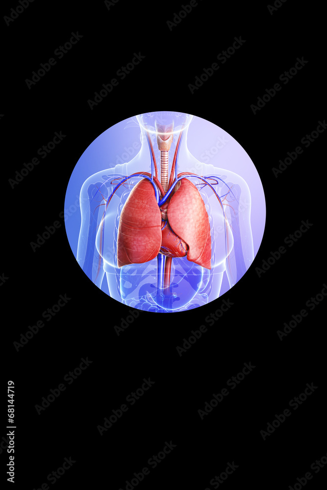 Female lungs anatomy Stock Illustration | Adobe Stock