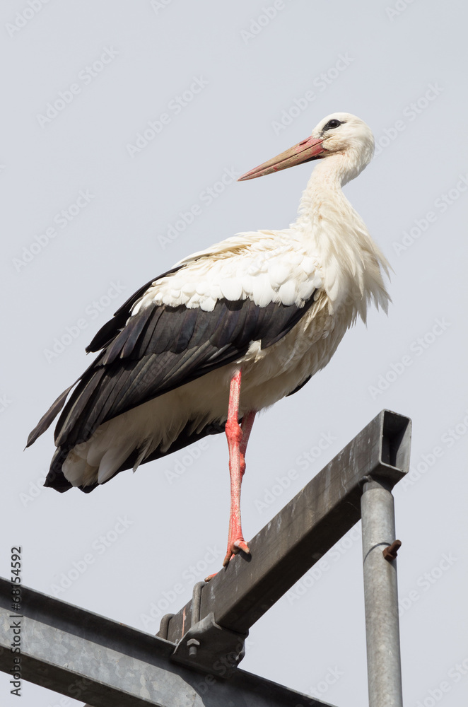 Stork Resting Up High Looking Into The Distance Stock-Foto | Adobe Stock