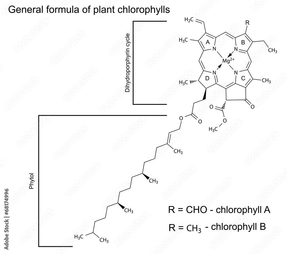 Generalchemical formula of plant chlorophyll molecules Stock Vector ...
