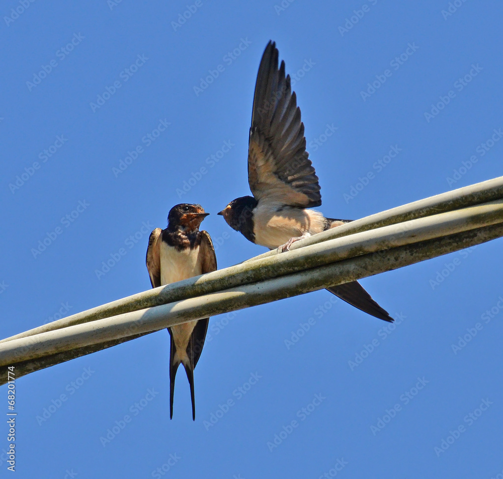 Foto Stock rondine con piccolo | Adobe Stock