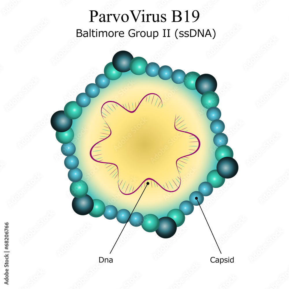 Diagram of Parvo virus B19 particle structure Stock Vector | Adobe Stock