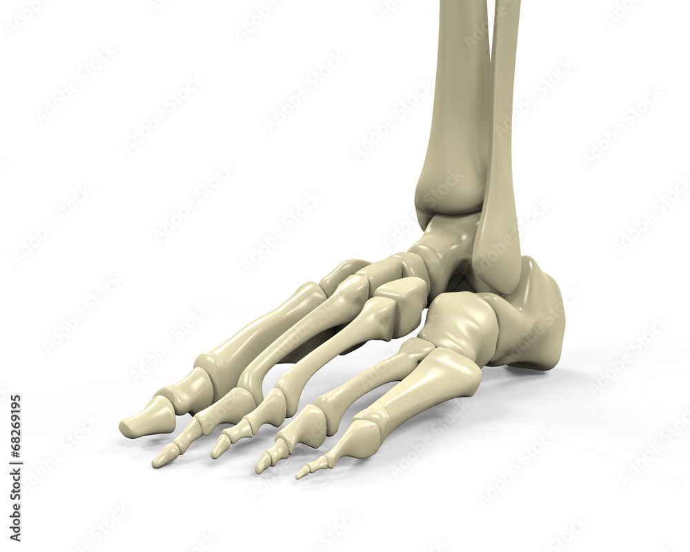 Foot Skeleton Anatomy Stock Illustration | Adobe Stock