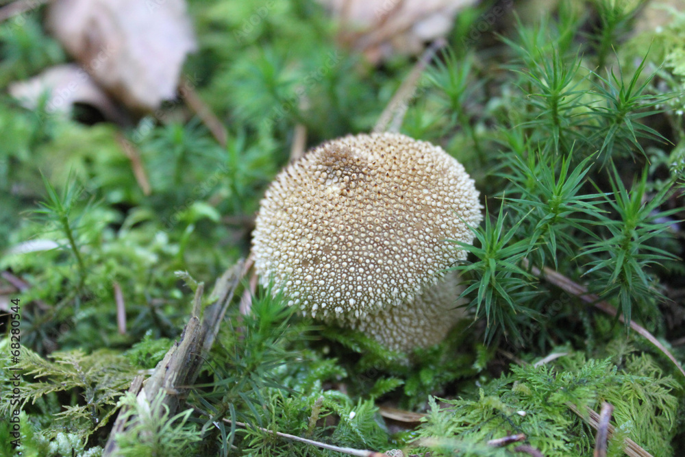 bovist Stock-Foto | Adobe Stock