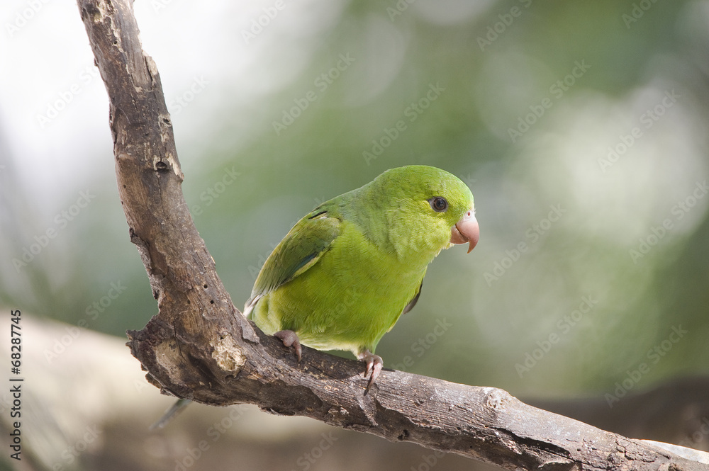 Periquito-rico Stock Photo | Adobe Stock
