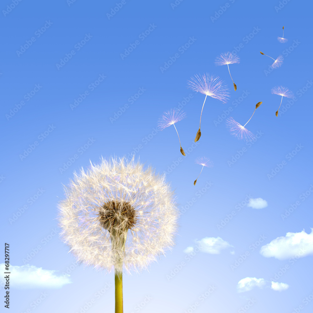 Schöne Pusteblume im Wind Stock-Foto | Adobe Stock