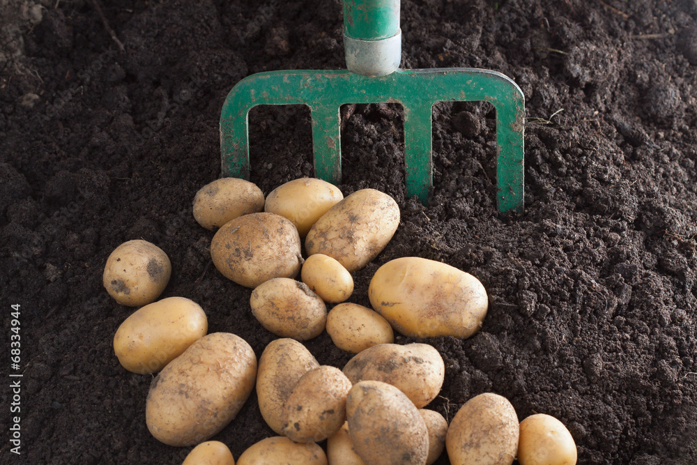 Elegantes Wann Kartoffel Ernten Bild