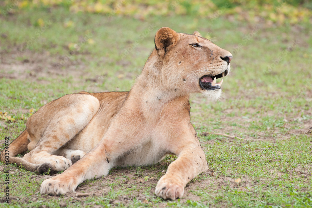 Lion Lying Down Side View