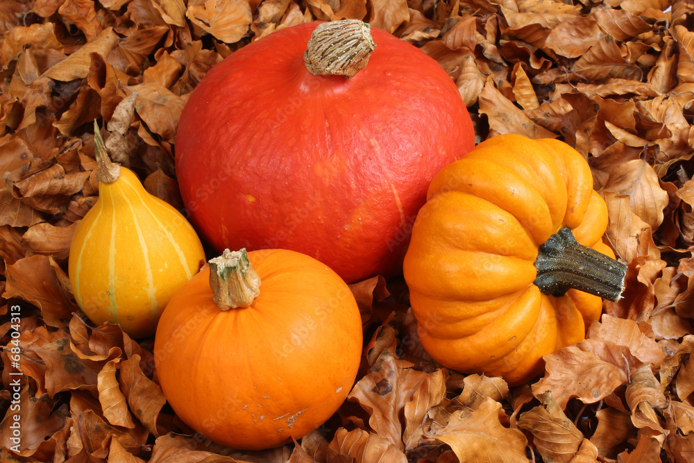 Courges en orange Photos | Adobe Stock