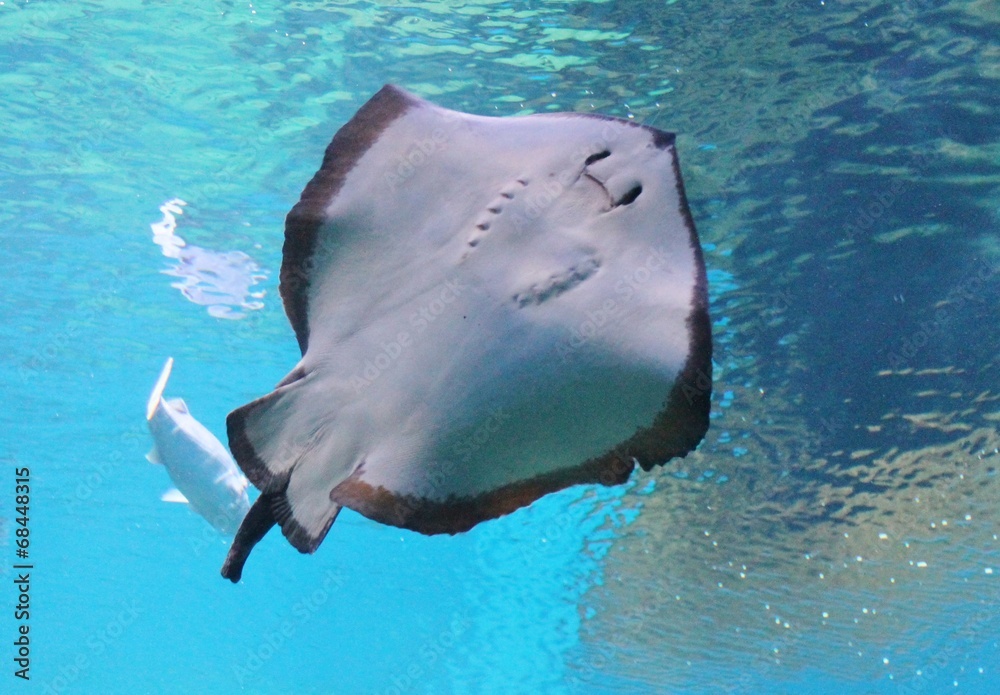 stingray ray swimming underwater showing belly glide stingray ray ...