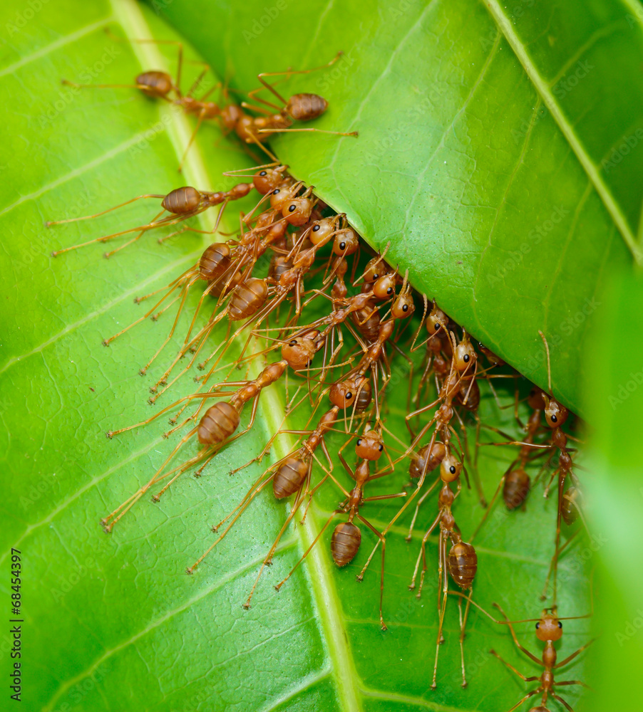 Red Ants Nest